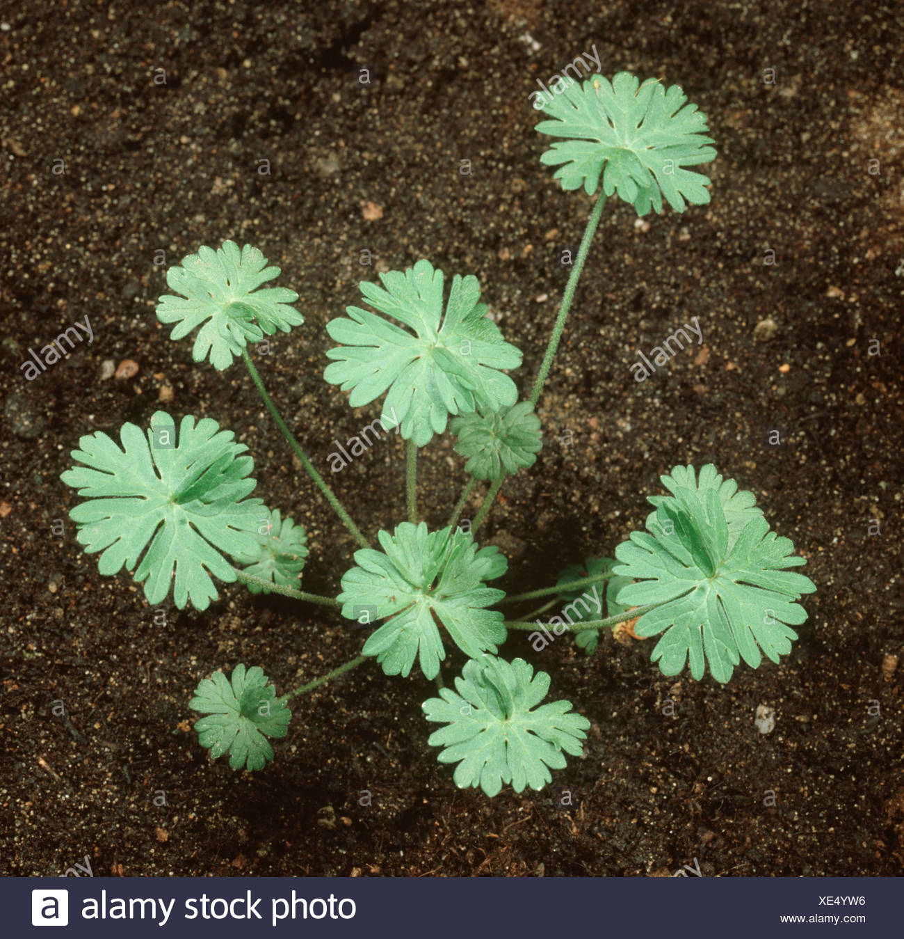 Cut Leaved Cranesbill Geranium Dissectum Stock Photos & Cut Leaved ...