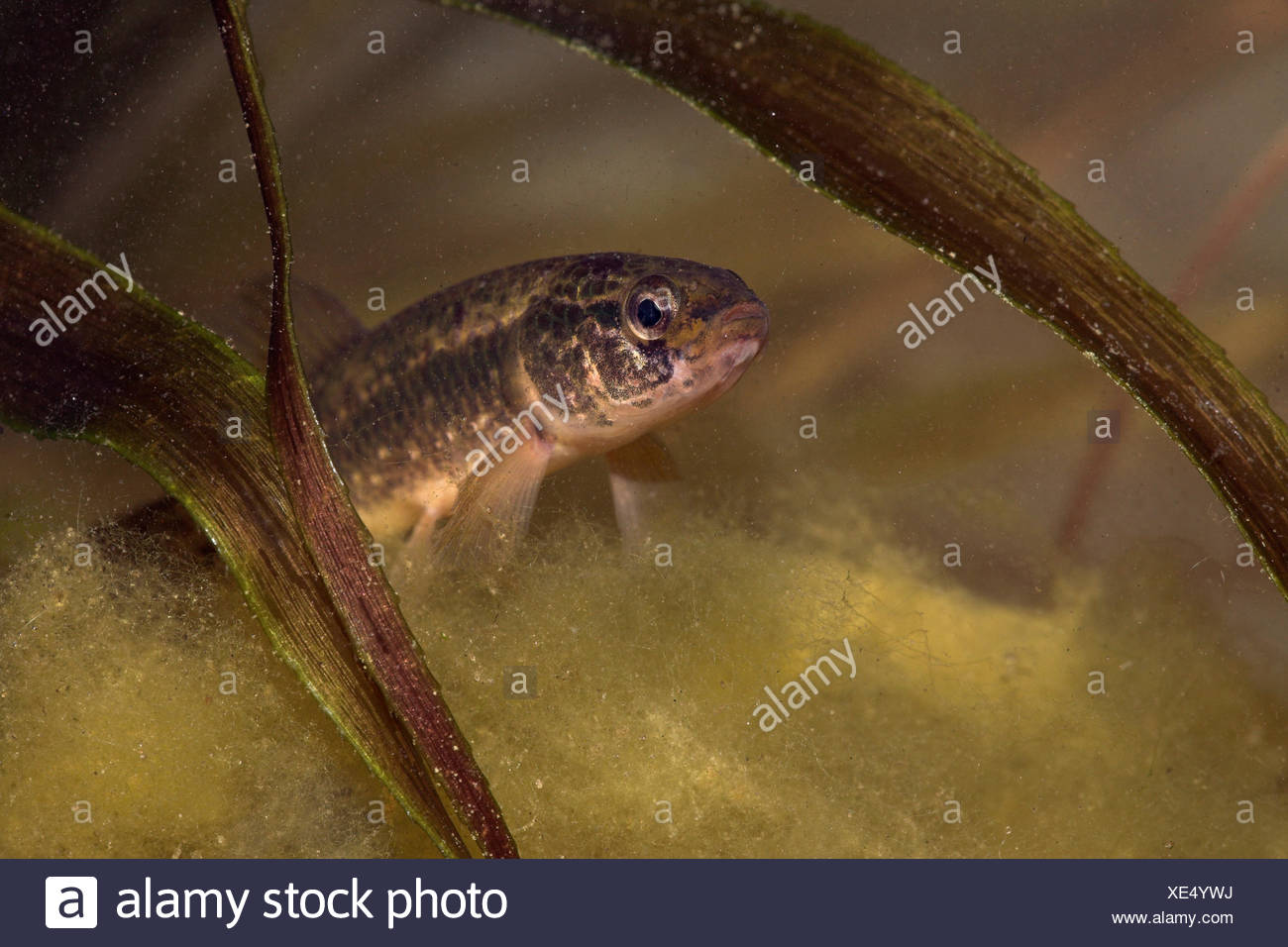 Mudminnow High Resolution Stock Photography and Images - Alamy