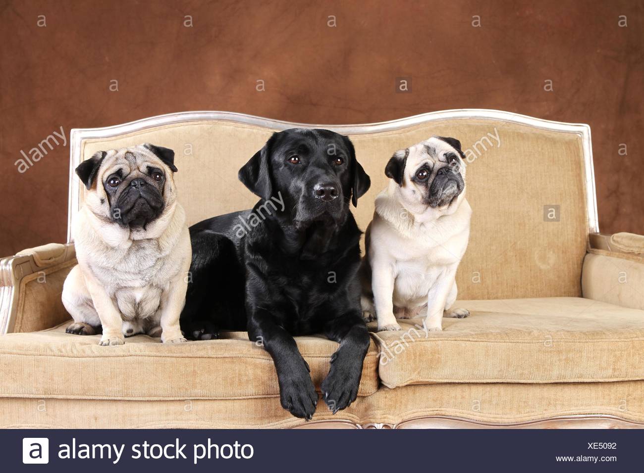 Retriever Yellow Labrador High Resolution Stock Photography and Images ...