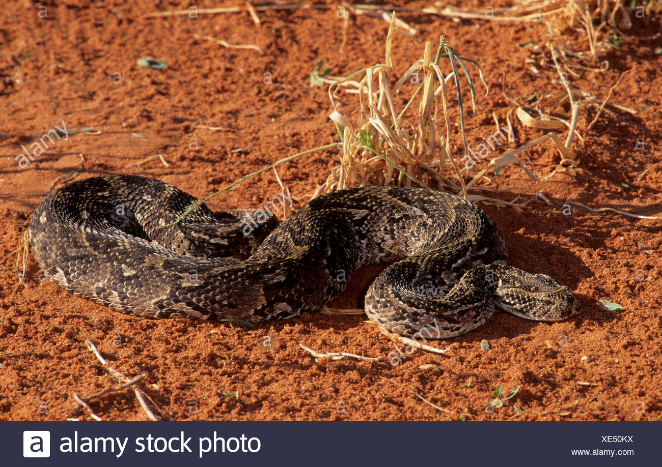 South Africa Snakes High Resolution Stock Photography and Images - Alamy