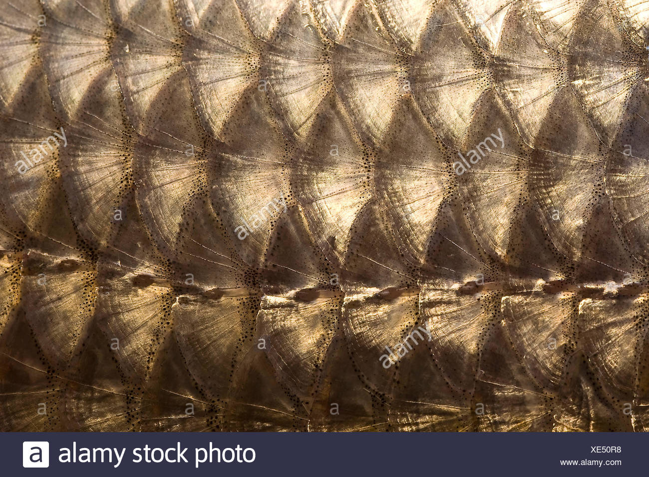 Fish Scales High Resolution Stock Photography and Images - Alamy