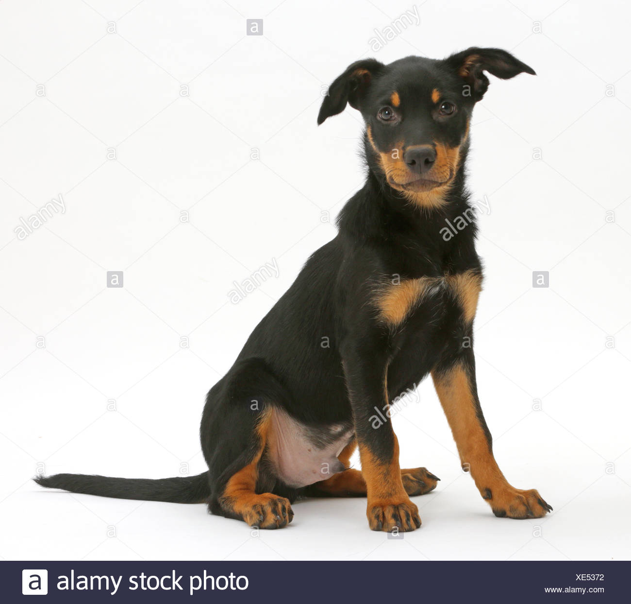 Australian Kelpie High Resolution Stock Photography and Images - Alamy