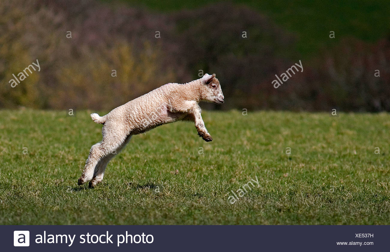 Lamb Jumping High Resolution Stock Photography and Images - Alamy