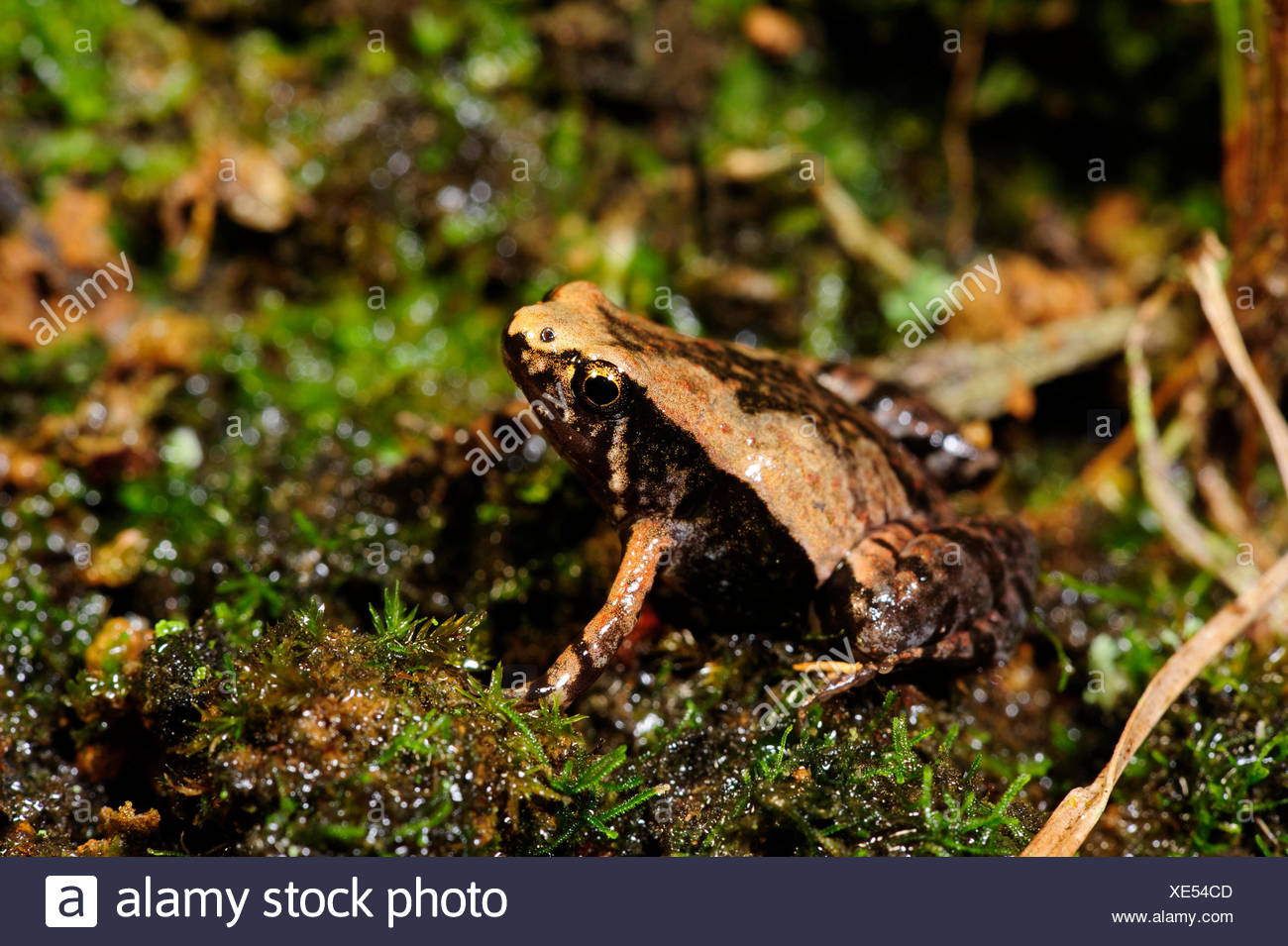 Narrow Mouthed Frog High Resolution Stock Photography and Images - Alamy