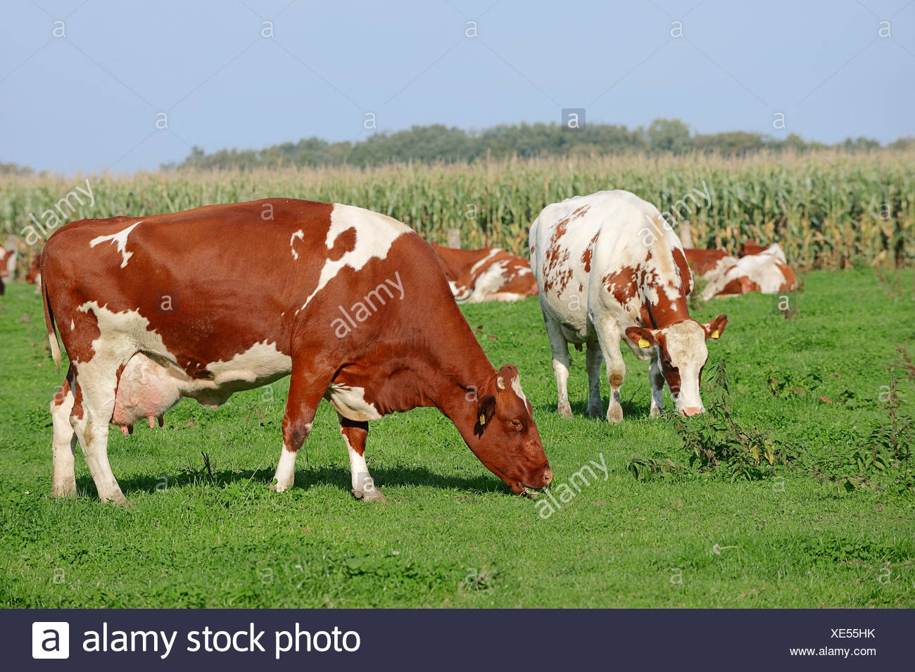 Holstein Cattle Stock Photos & Holstein Cattle Stock Images - Alamy