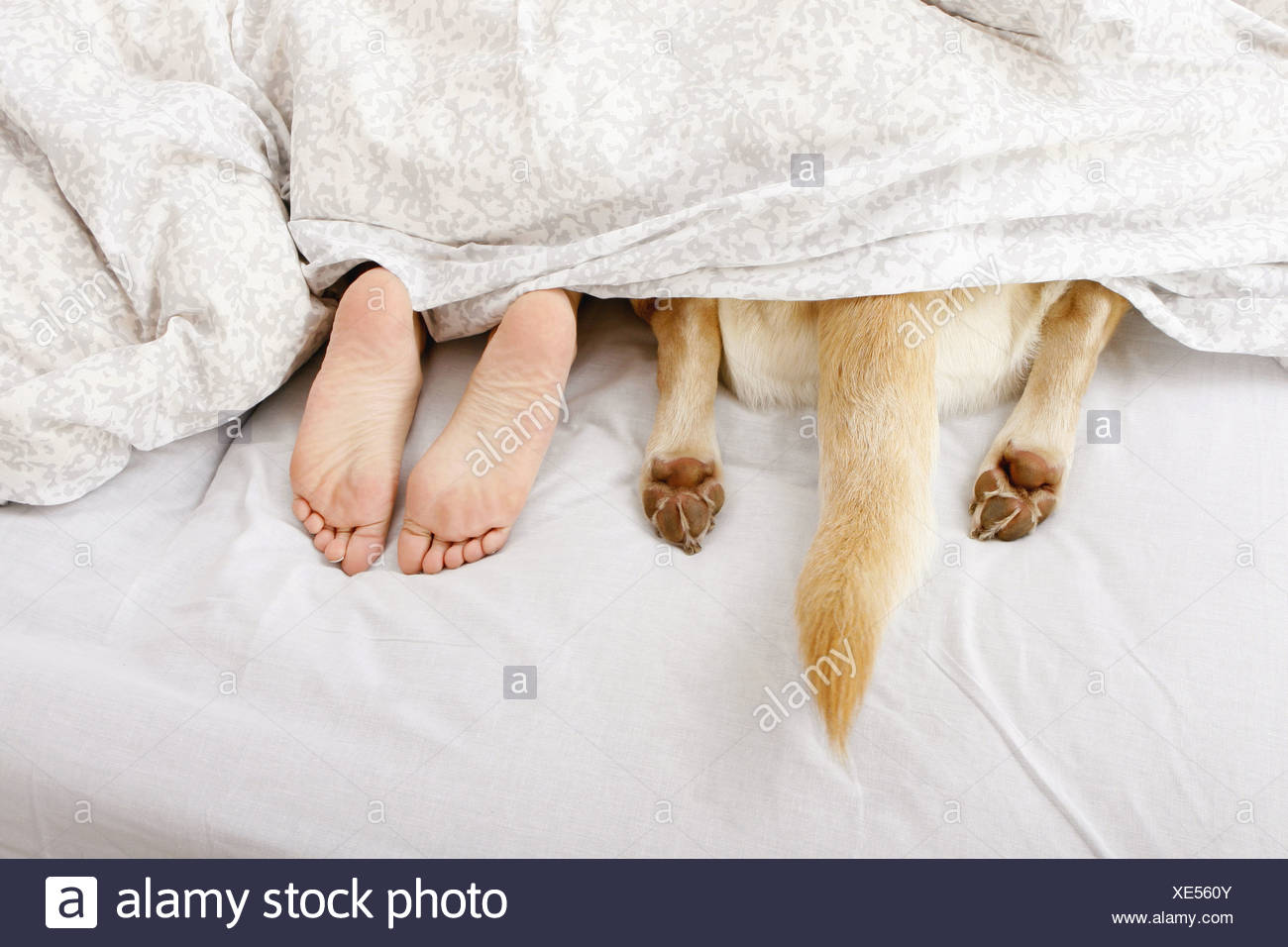 Bed Feet Dog High Resolution Stock Photography and Images - Alamy