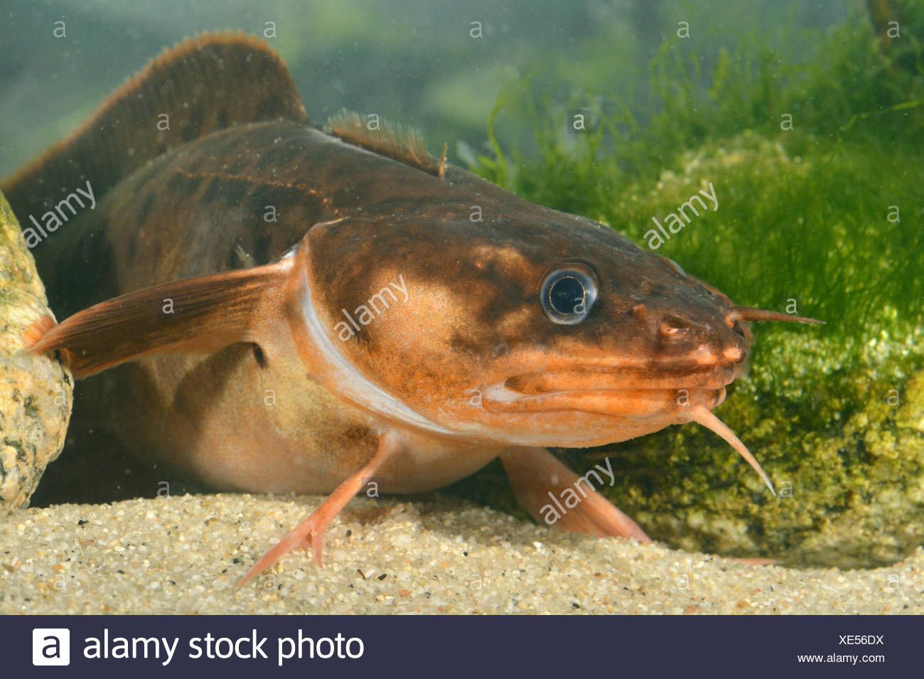 Rockling High Resolution Stock Photography and Images - Alamy