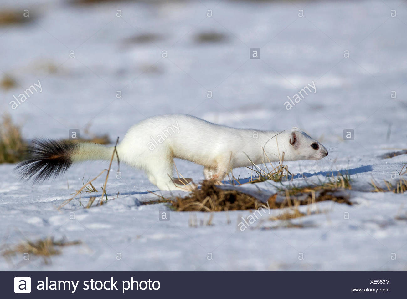 Ermine Snow High Resolution Stock Photography and Images - Alamy