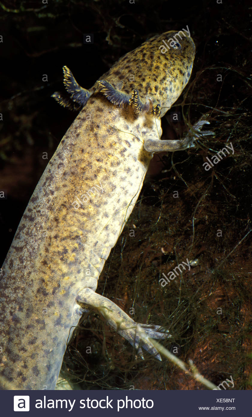 External Gills High Resolution Stock Photography and Images - Alamy