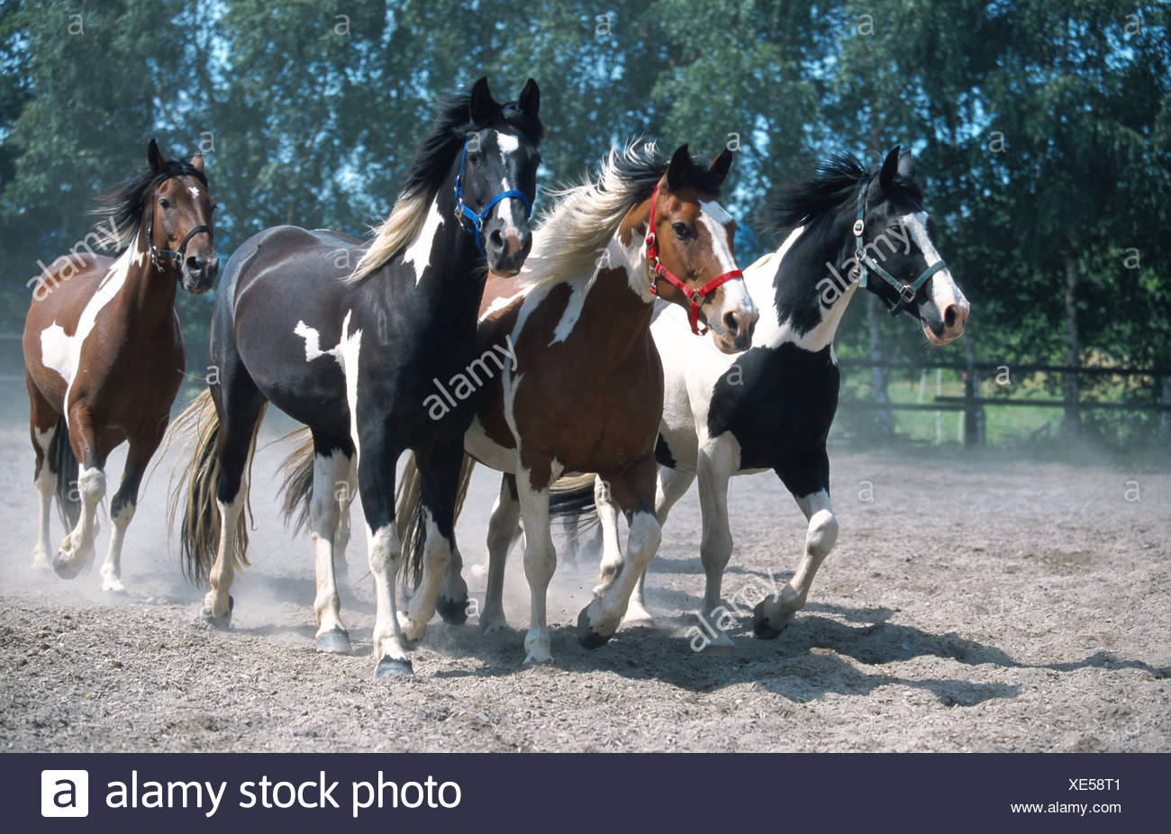 Pinto Horse High Resolution Stock Photography and Images - Alamy