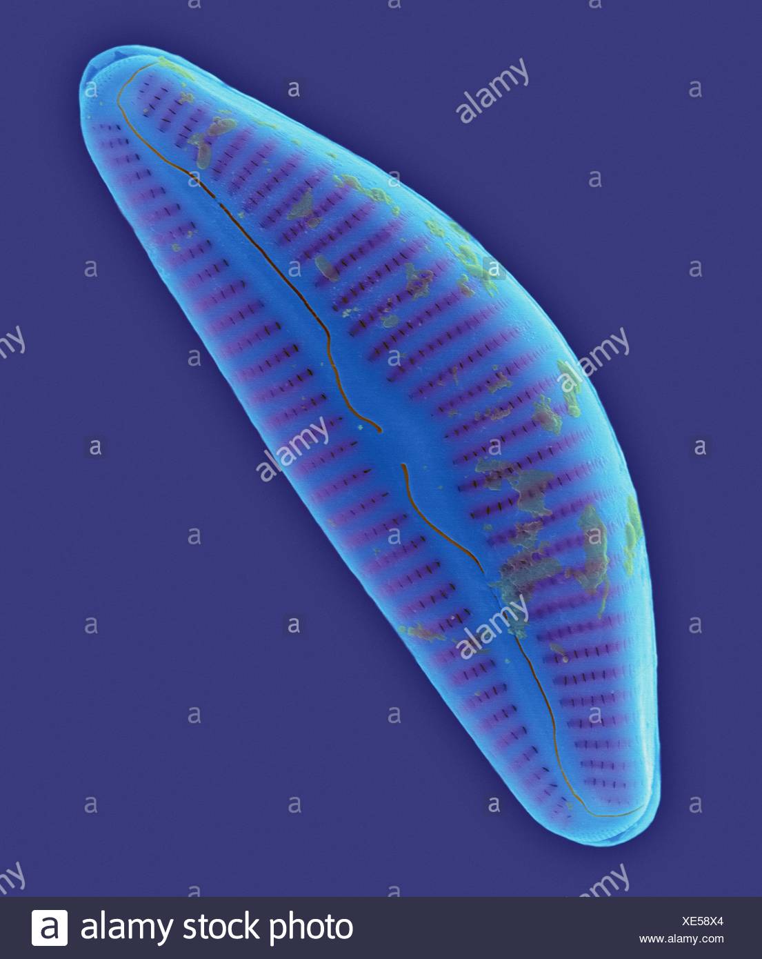 Diatoms Micrograph High Resolution Stock Photography and Images - Alamy