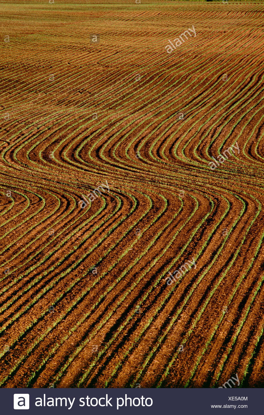 Corn Fields Illinois Stock Photos & Corn Fields Illinois Stock Images ...