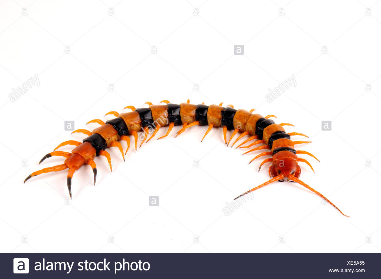 Giant Centipede Stock Photos & Giant Centipede Stock Images - Alamy