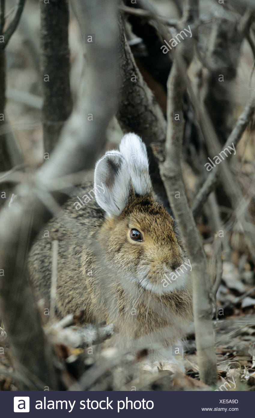 Arctic Hare Alaska Stock Photos & Arctic Hare Alaska Stock Images - Alamy