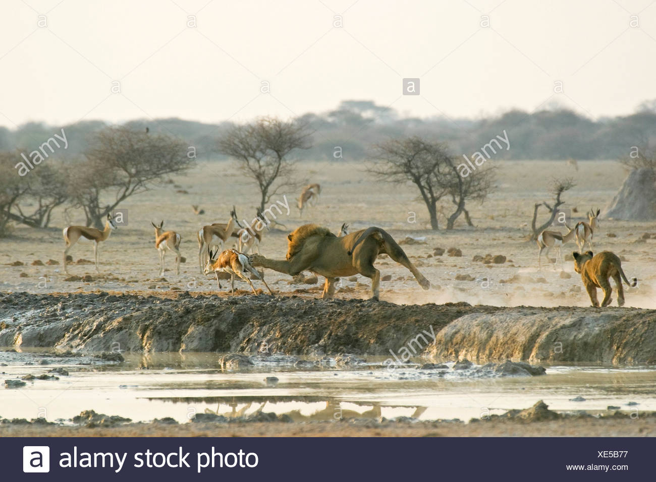 Springboks Lions High Resolution Stock Photography and Images - Alamy