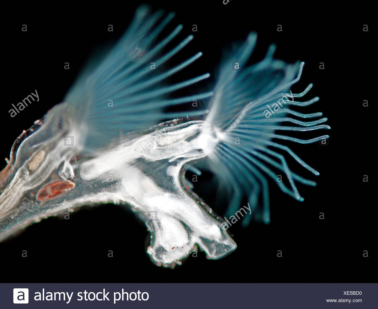 Zooid Animals High Resolution Stock Photography and Images - Alamy