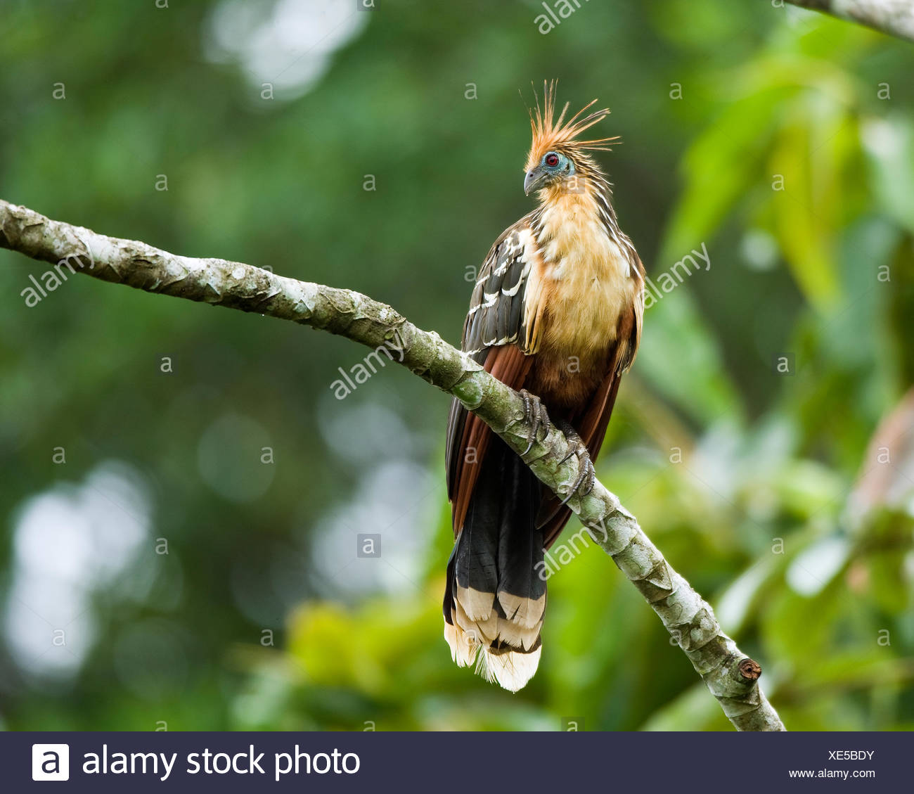 Hoatzin Bird Stock Photos & Hoatzin Bird Stock Images - Alamy
