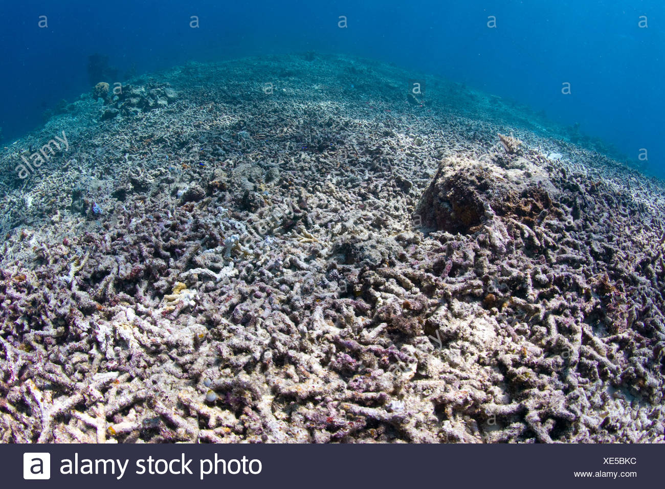 Coral Reef Destruction High Resolution Stock Photography and Images - Alamy