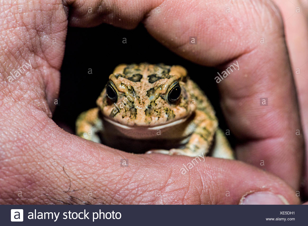 African Common Toad High Resolution Stock Photography and Images - Alamy