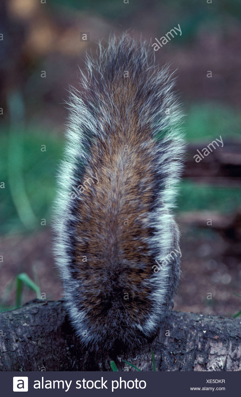 Fluffy Tail Stock Photos & Fluffy Tail Stock Images - Alamy