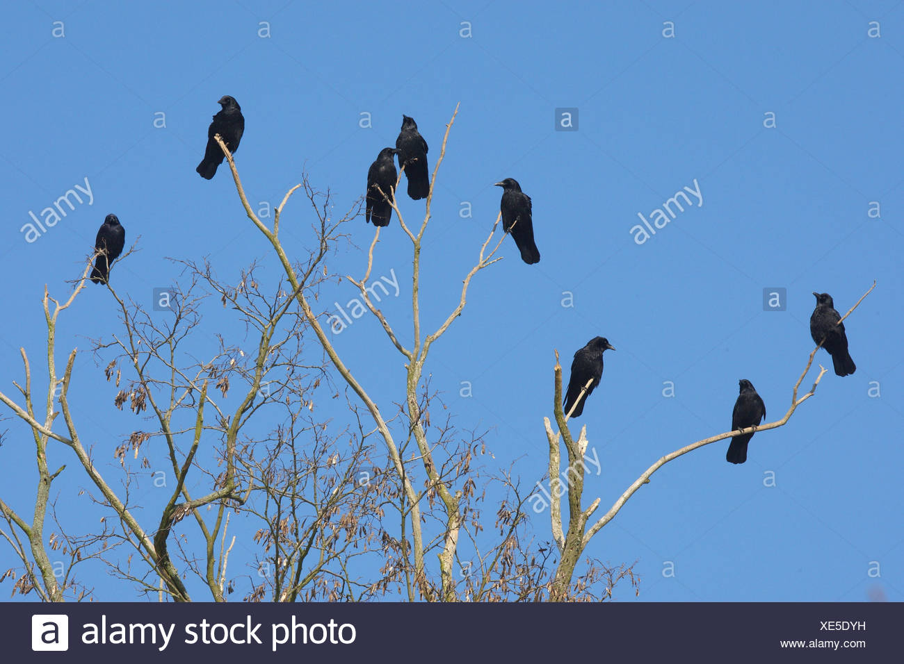 Crows And Tree High Resolution Stock Photography and Images - Alamy