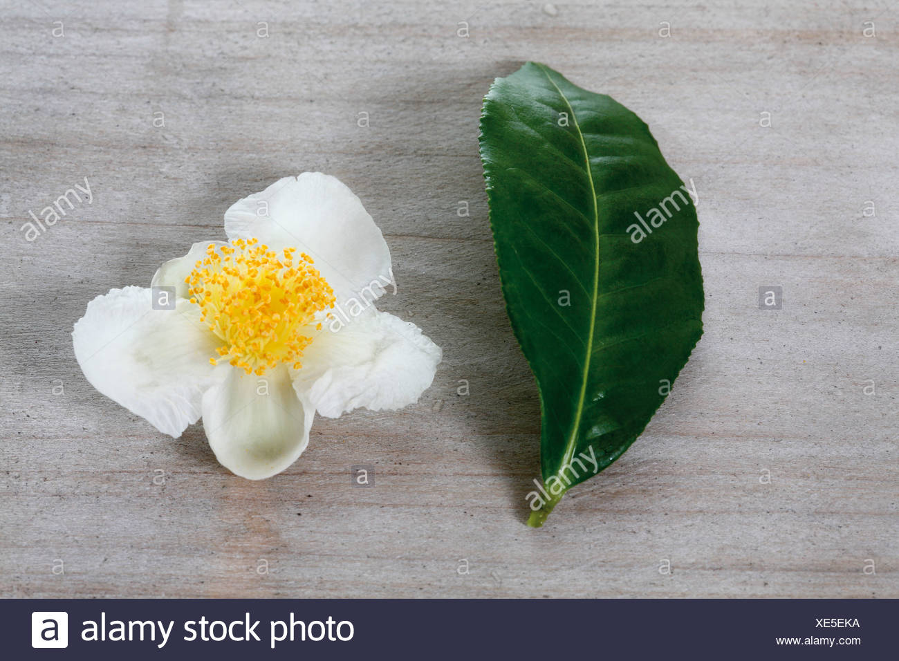 Camellia Sinensis (tea) Plant High Resolution Stock Photography and ...