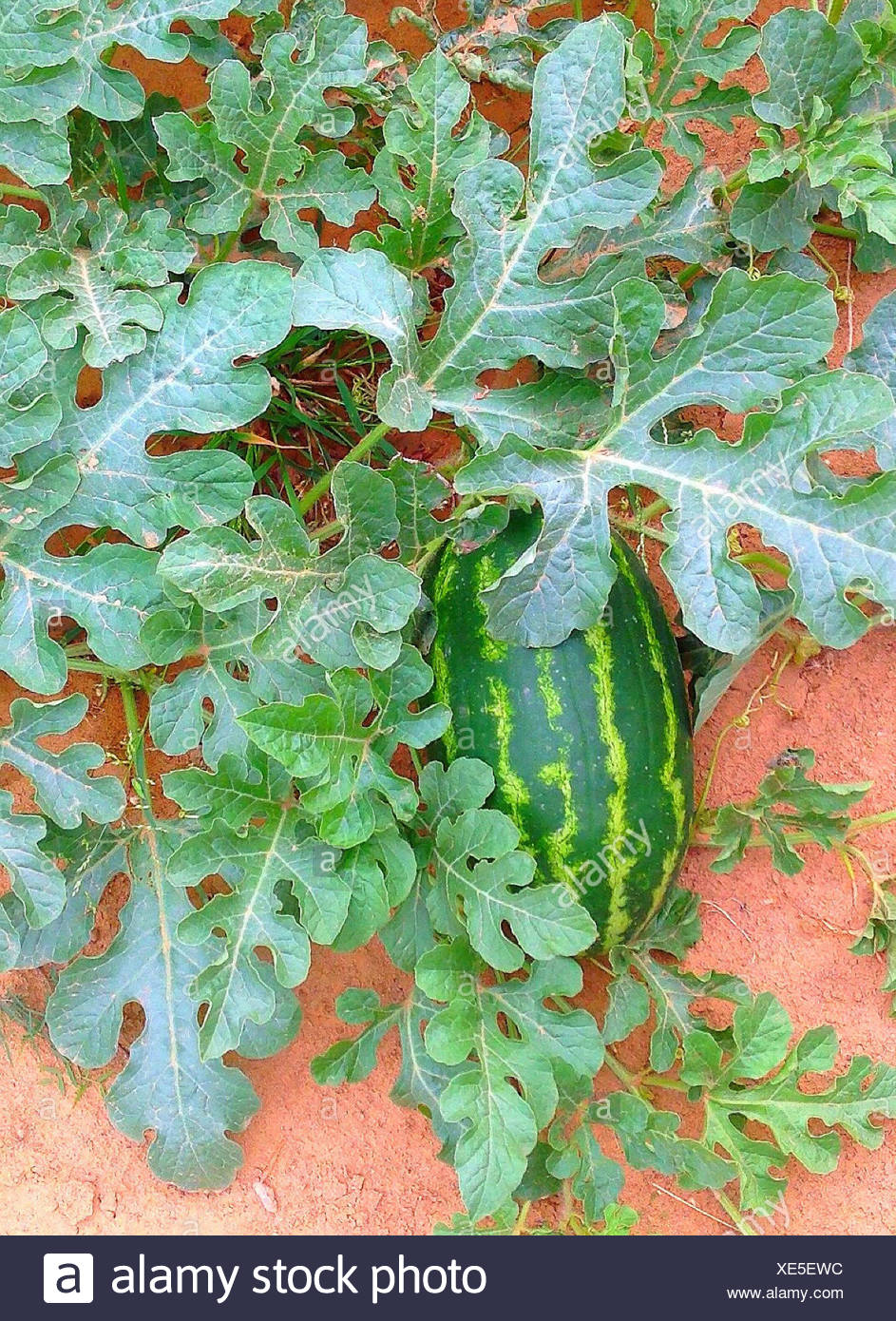 Watermelon Plant Growing High Resolution Stock Photography and Images ...