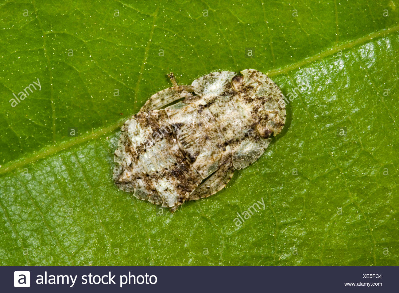 Ear Cicada High Resolution Stock Photography and Images - Alamy