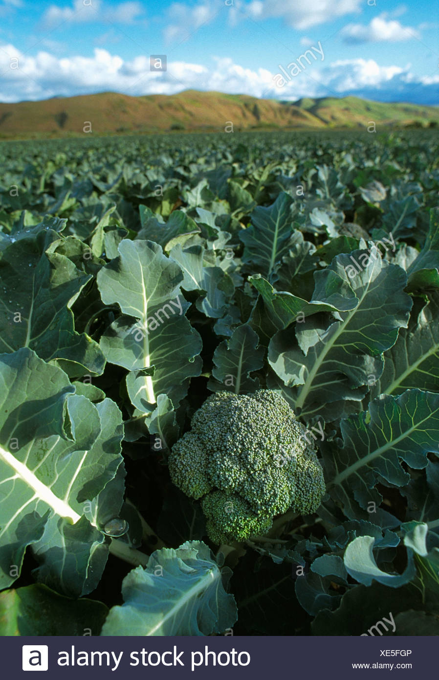 Broccoli Field High Resolution Stock Photography and Images - Alamy