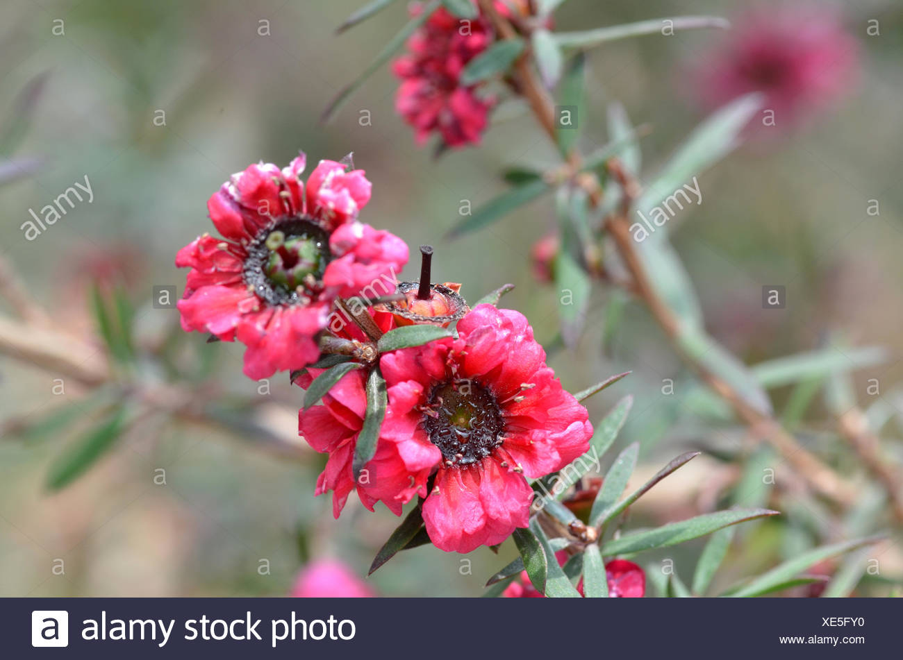 Manuka Flower High Resolution Stock Photography and Images - Alamy