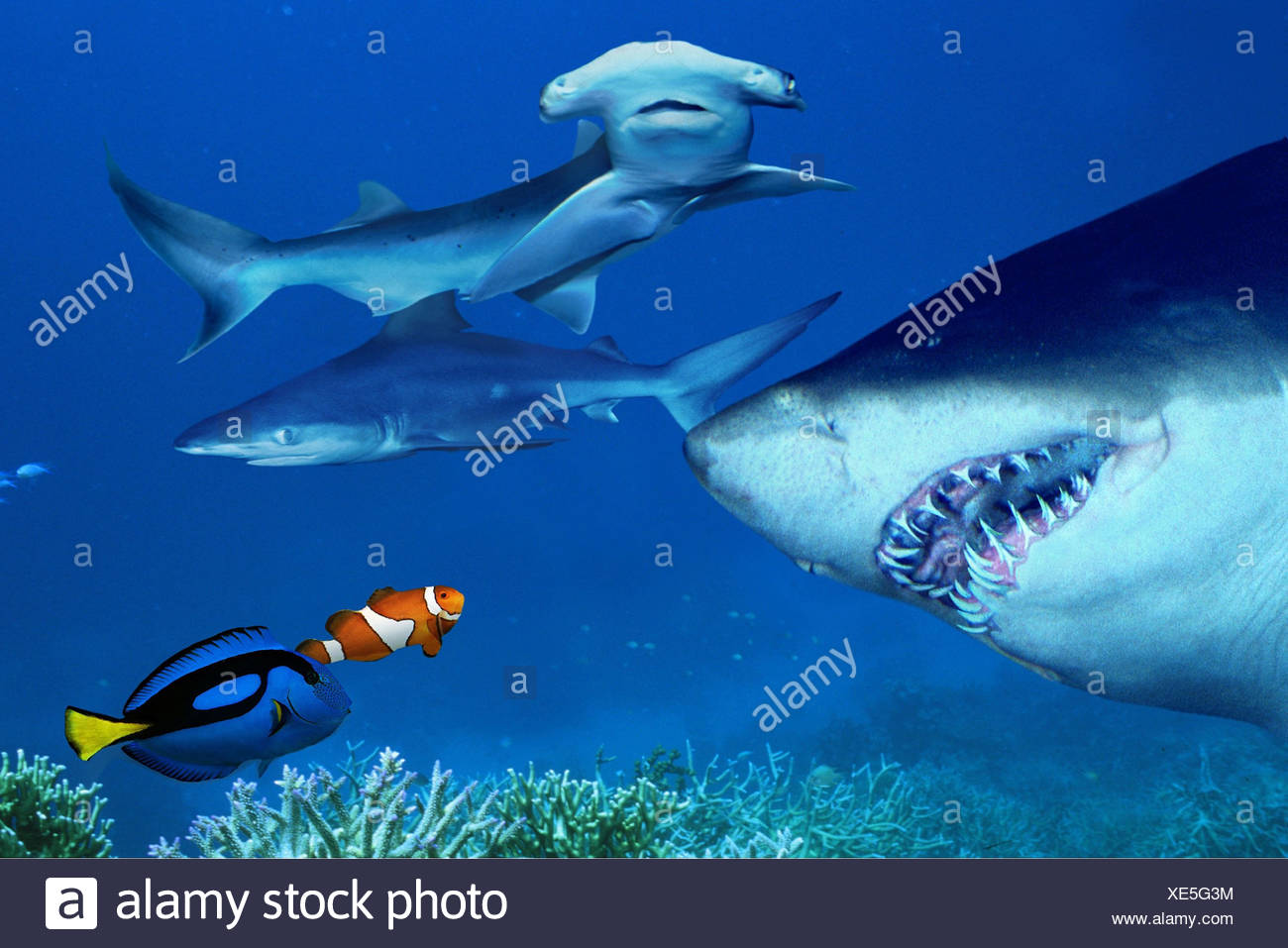 Carcharhiniformes Stock Photos & Carcharhiniformes Stock Images - Alamy