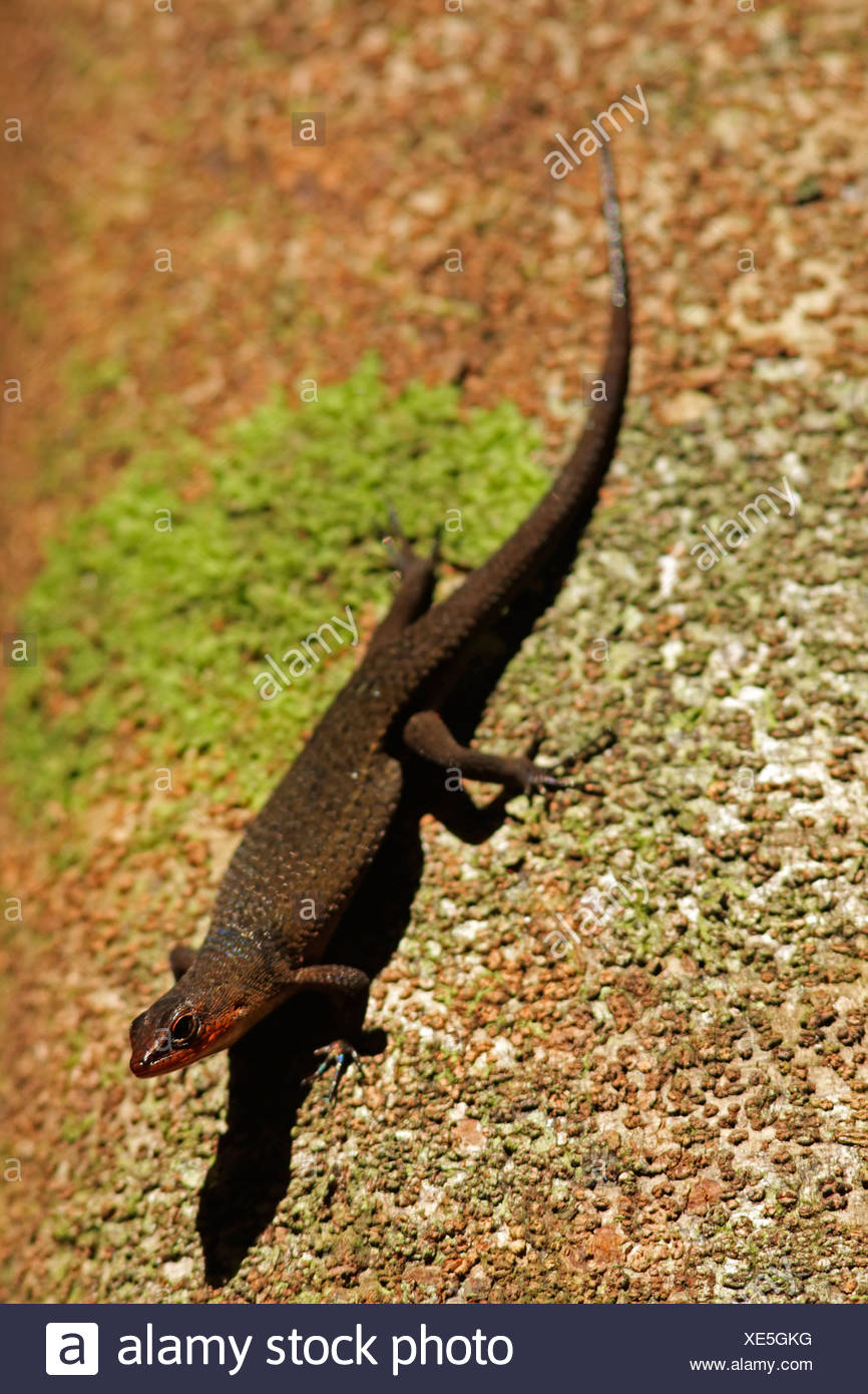 Speckled Forest Skink Eutropis Macularia High Resolution Stock ...