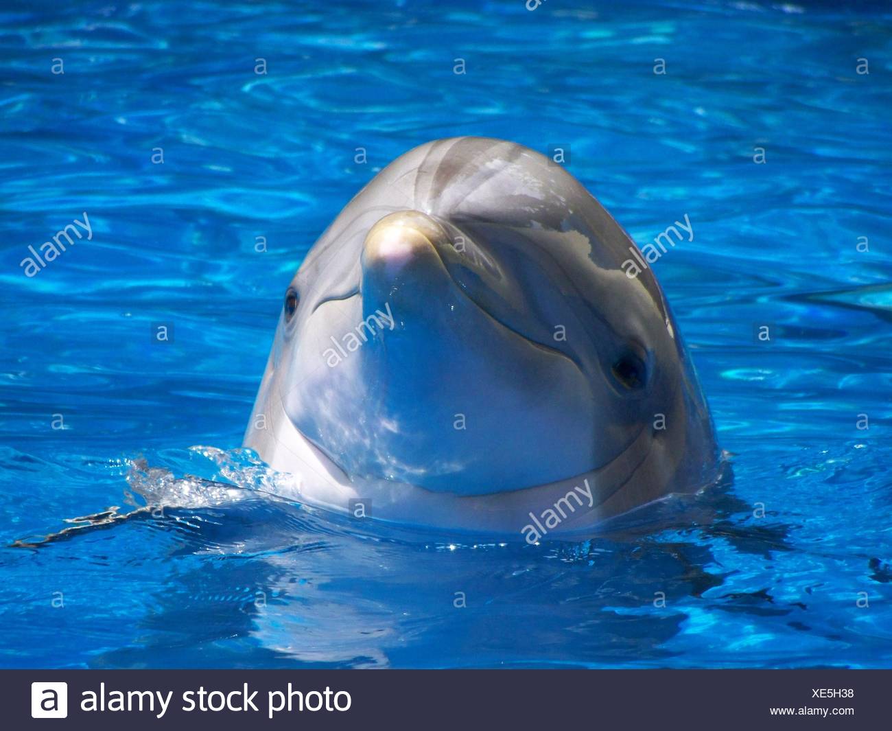 Flipper The Dolphin High Resolution Stock Photography and Images - Alamy