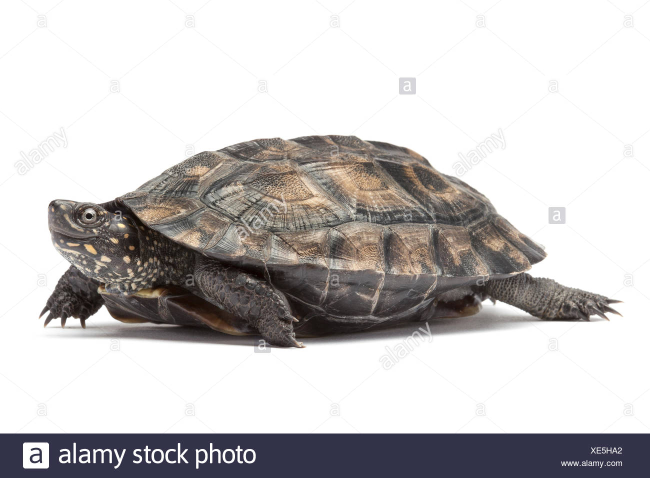 Black Turtle High Resolution Stock Photography and Images - Alamy