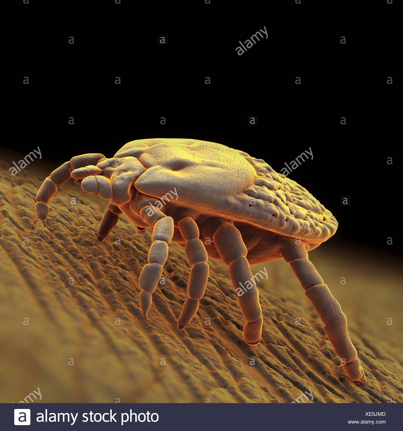 Hematophagy High Resolution Stock Photography and Images - Alamy