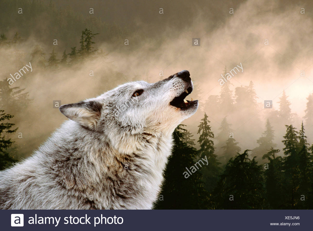 Howling Wolf High Resolution Stock Photography and Images - Alamy