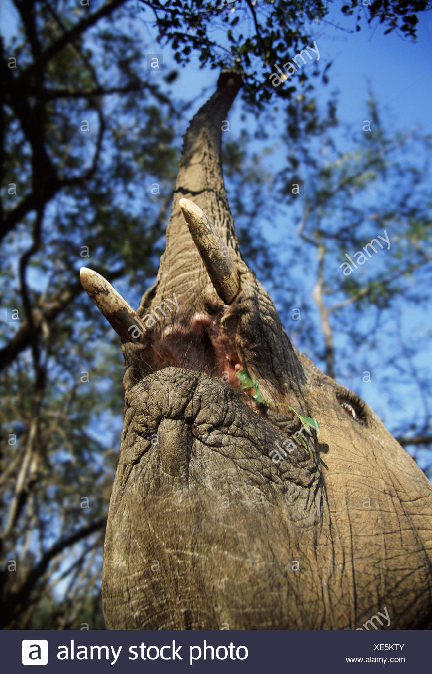 Elephant Trunk Tree High Resolution Stock Photography and Images - Alamy