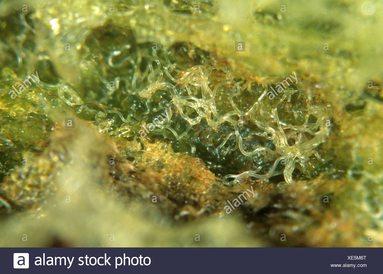 Eelworm High Resolution Stock Photography and Images - Alamy