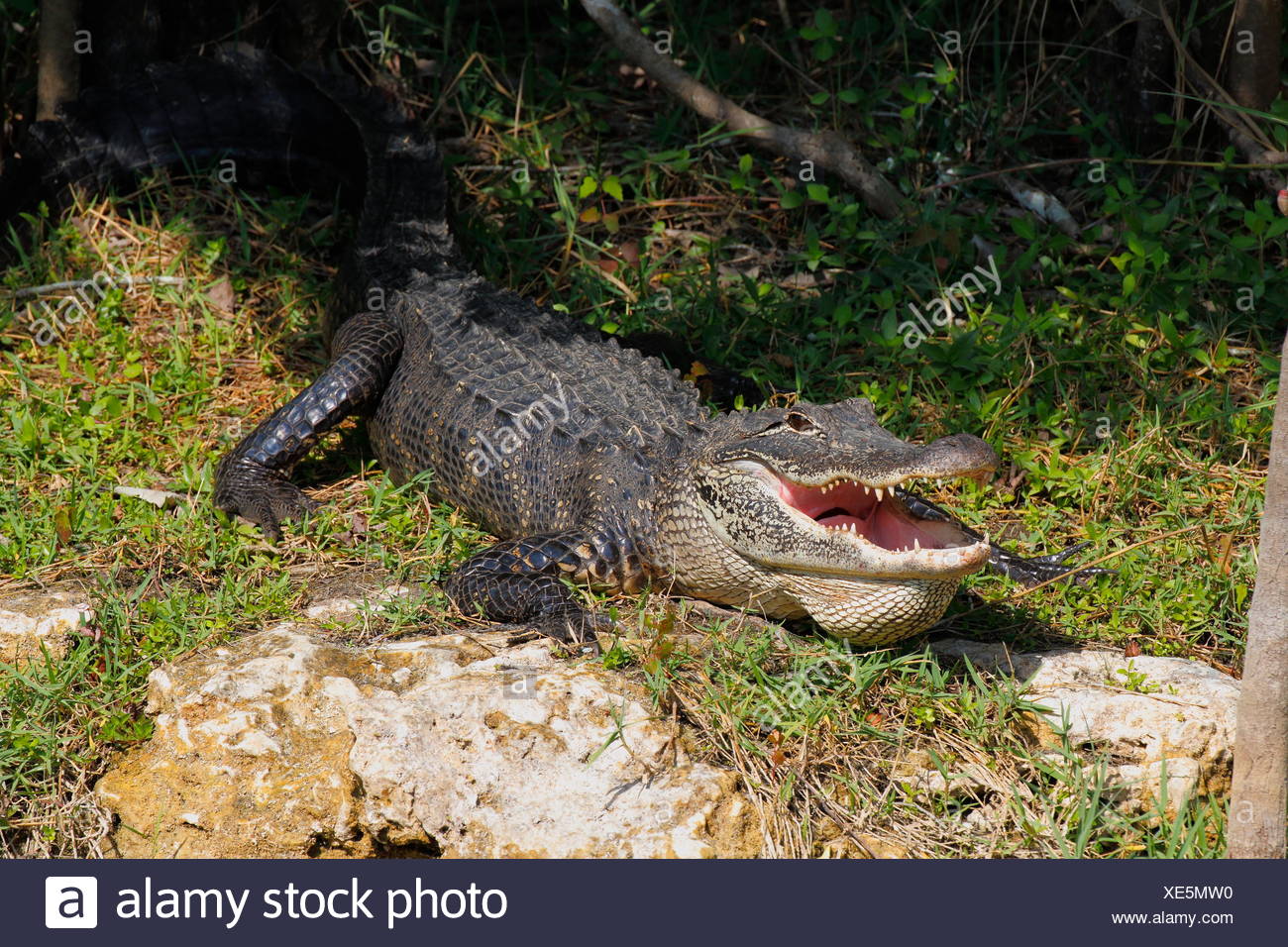 Alligator With Mouth Open High Resolution Stock Photography and Images ...