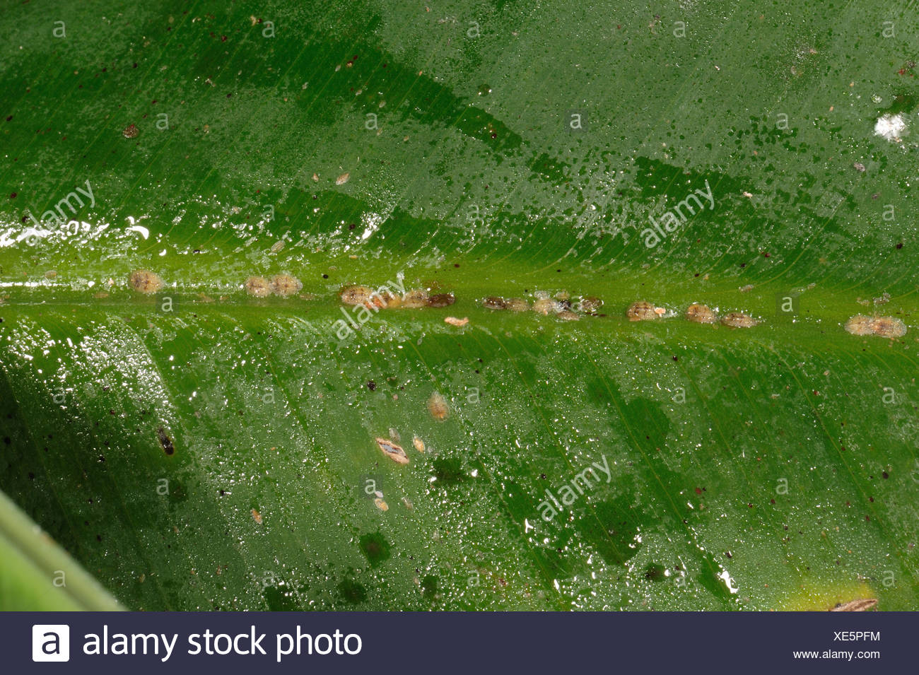 Soft Scale Insects Stock Photos & Soft Scale Insects Stock Images - Alamy