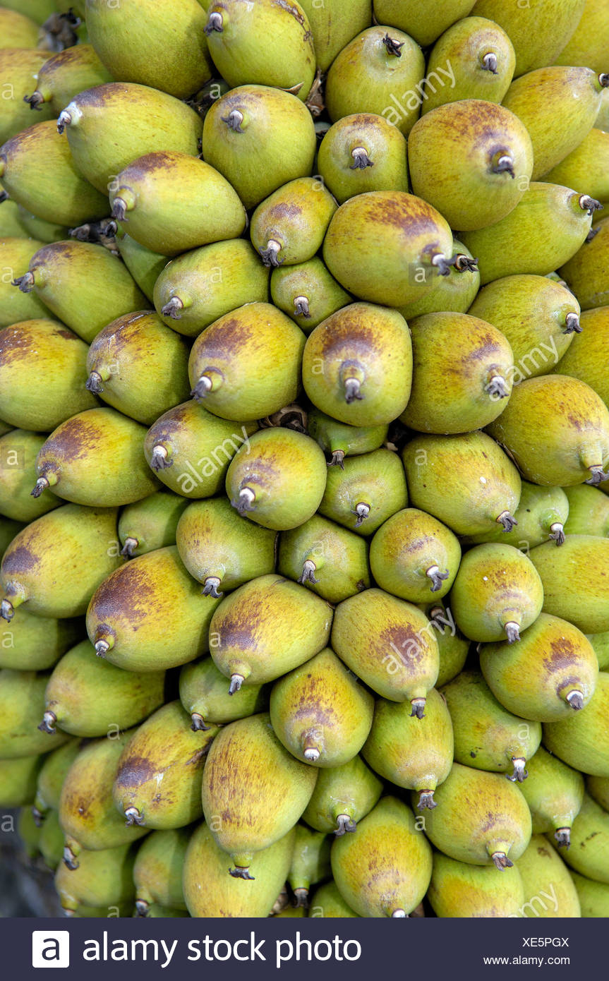 Attalea High Resolution Stock Photography and Images - Alamy