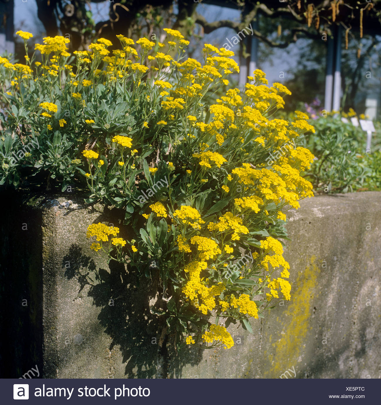 Alyssum Wall Stock Photos & Alyssum Wall Stock Images - Alamy