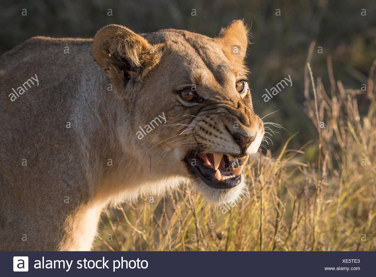Lioness Snarl Stock Photos & Lioness Snarl Stock Images - Alamy