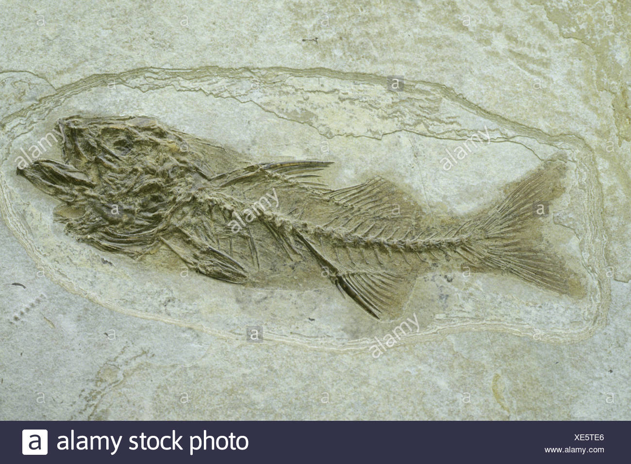 Fish Fossils High Resolution Stock Photography and Images - Alamy