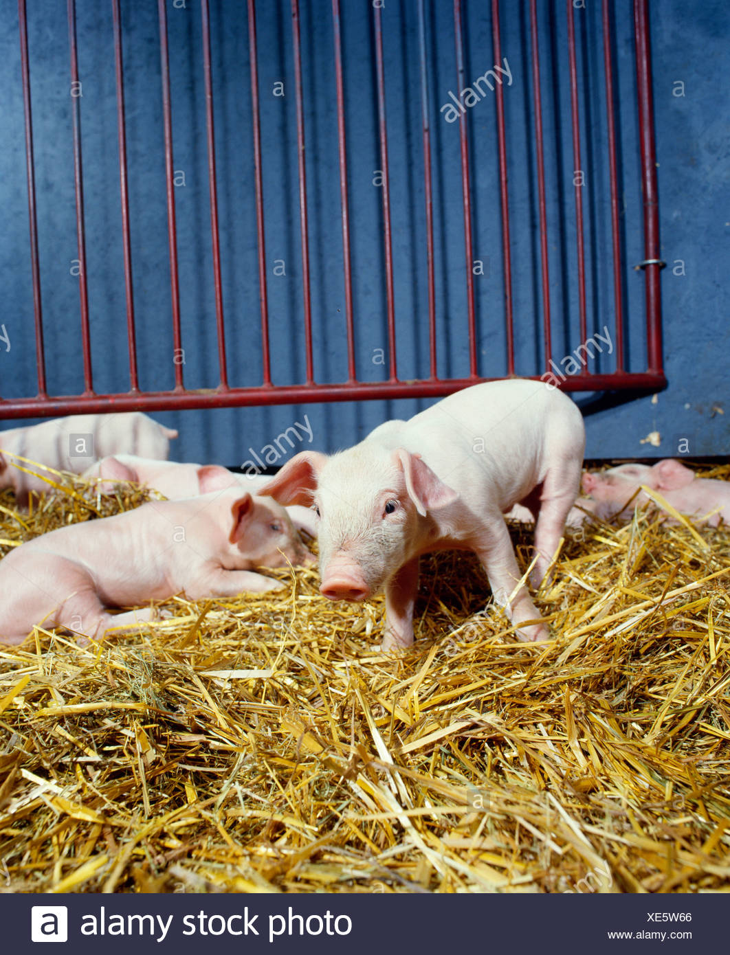 Yorkshire Landrace Piglets Stock Photos & Yorkshire Landrace Piglets ...