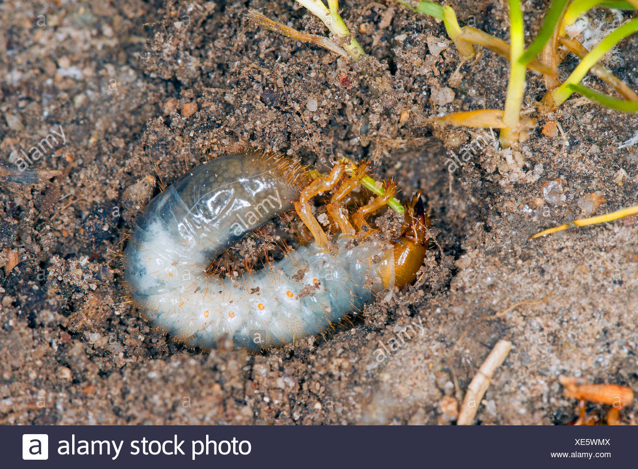 Chafer Grub High Resolution Stock Photography and Images - Alamy