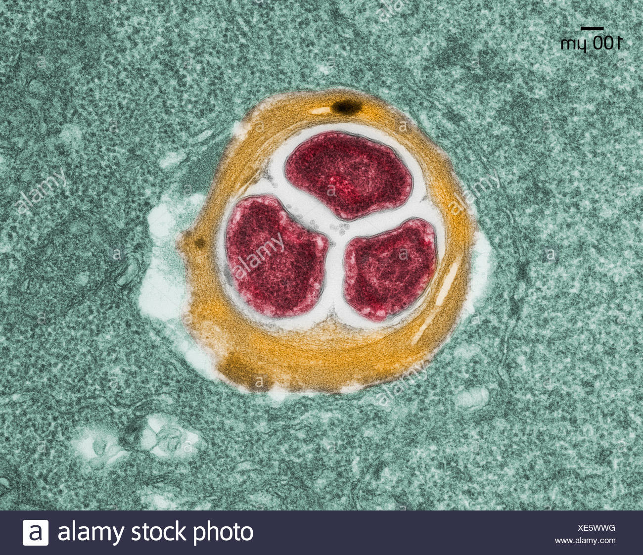 Plant Cell Tem High Resolution Stock Photography and Images - Alamy