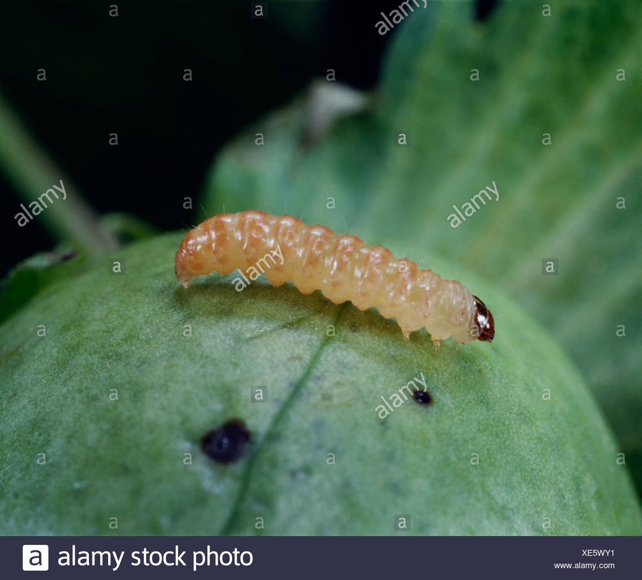 Pink Bollworm High Resolution Stock Photography and Images - Alamy