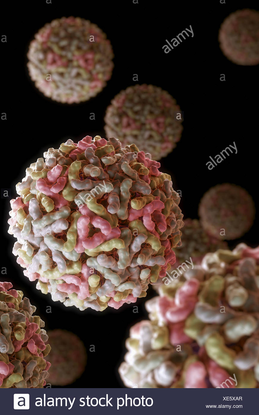 Alphavirus High Resolution Stock Photography and Images - Alamy