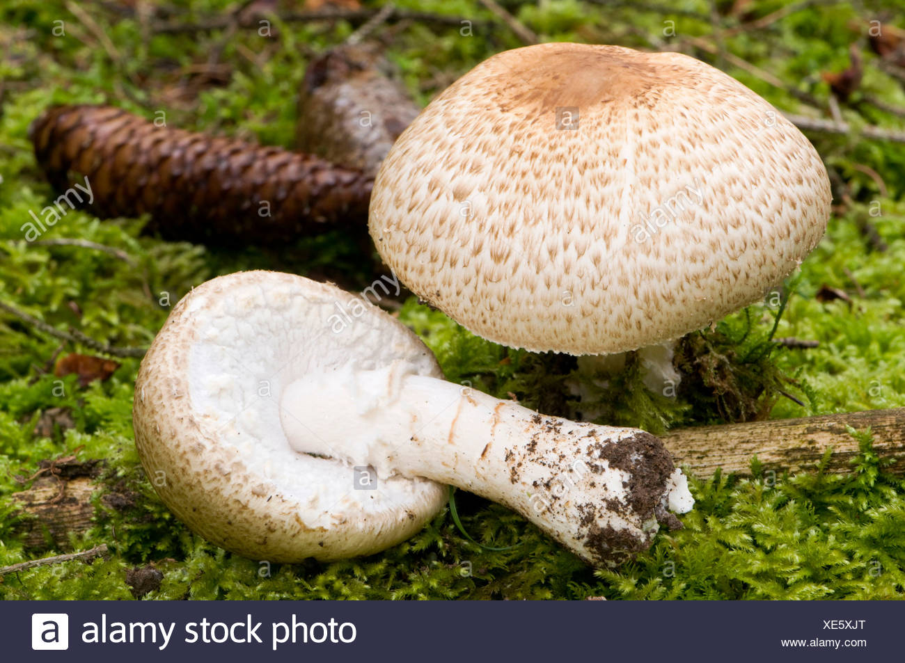 Agaricus Augustus High Resolution Stock Photography and Images - Alamy